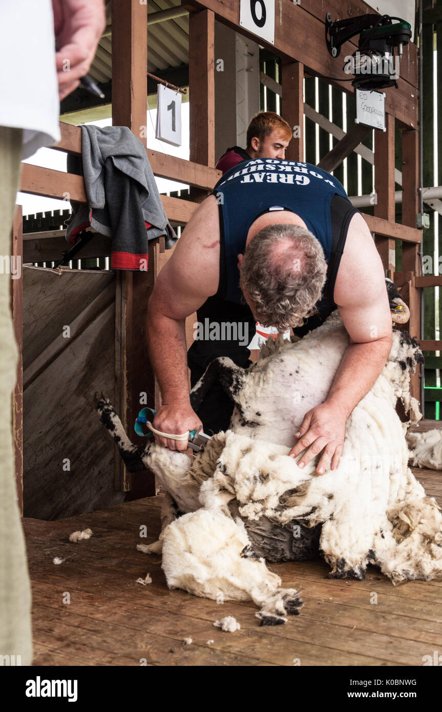 Hand shearing sheep at the Great Yorkshire Show UK Stock Photo - Alamy