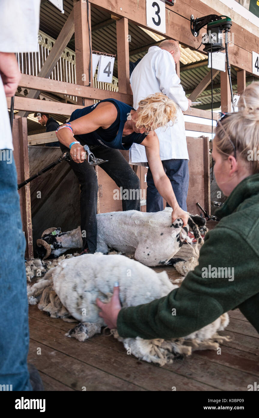 Ladies sheep shearing at the Great Yorkshire Show 2017 Stock Photo - Alamy
