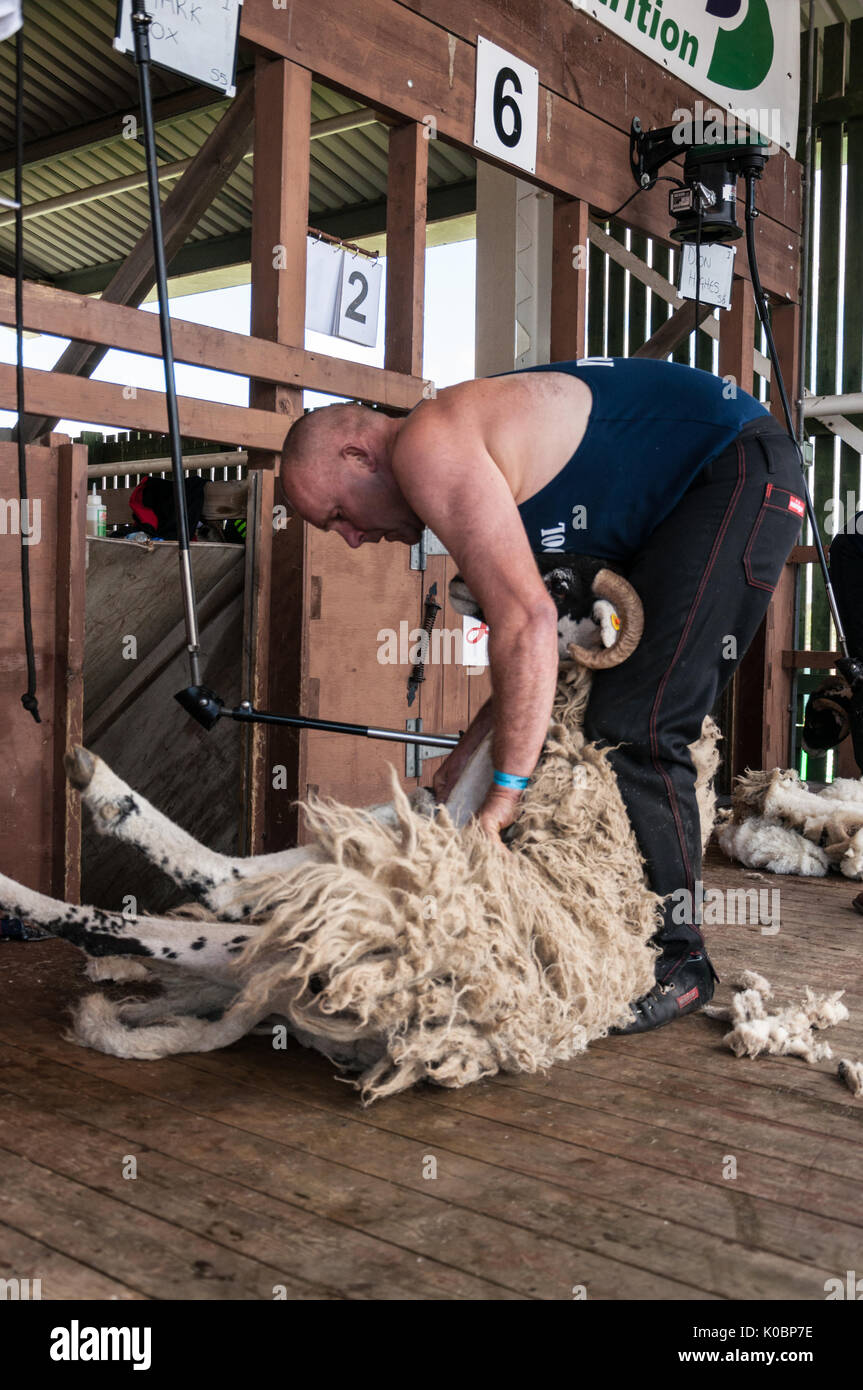 Sheep shearing competition at The Great Yorkshire Show 2017 Stock Photo ...