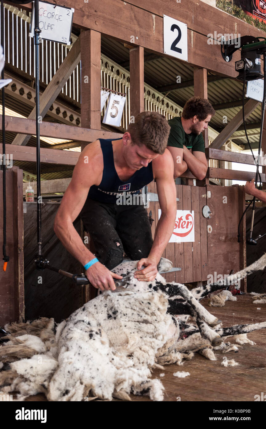Sheep shearing competition at The Great Yorkshire Show 2017 Stock Photo ...