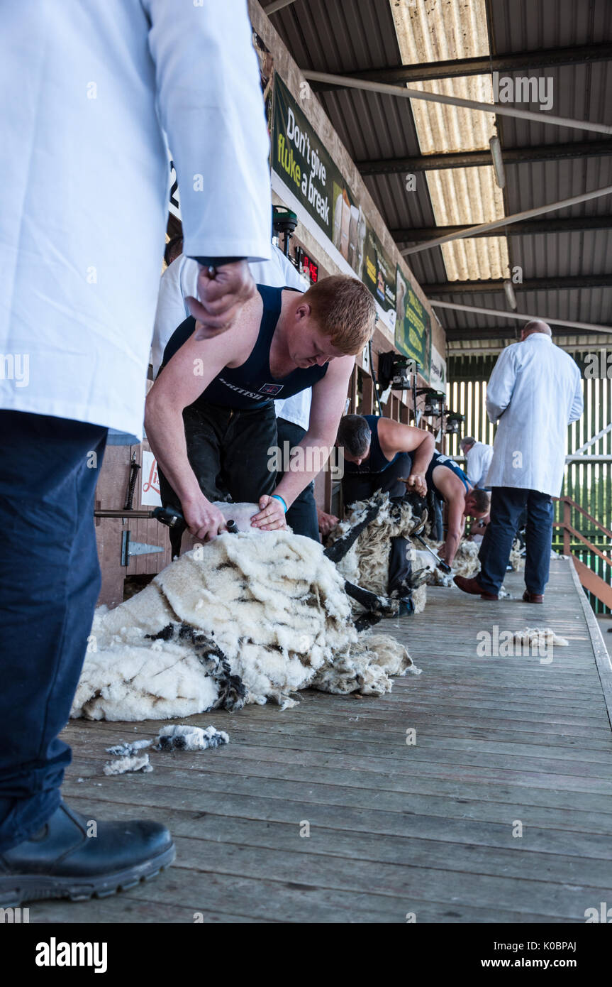 Sheep shearing competition at The Great Yorkshire Show 2017 Stock Photo ...