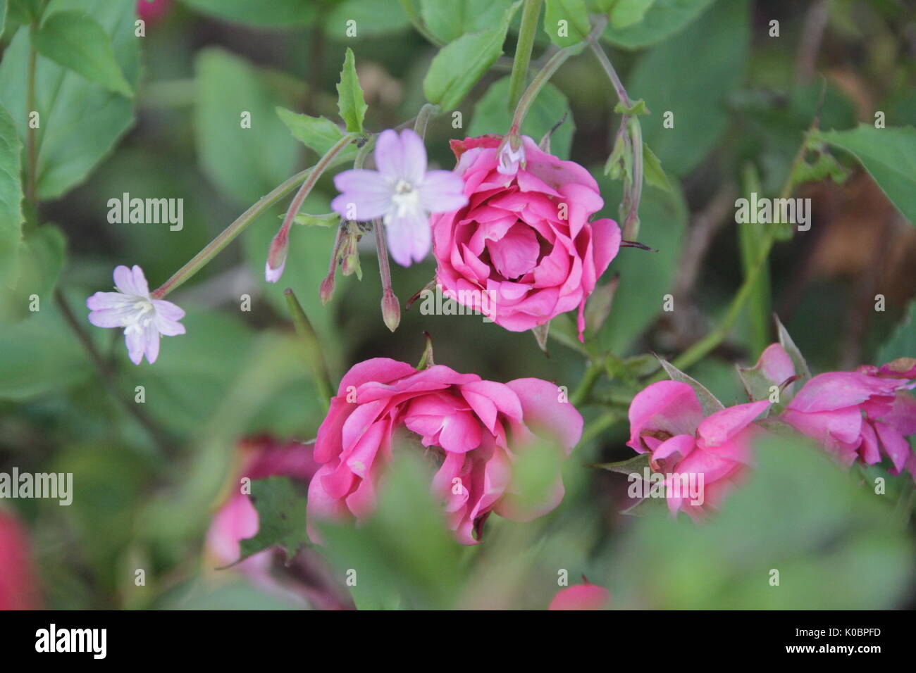 Pink roses outside in the Wilds Stock Photo - Alamy