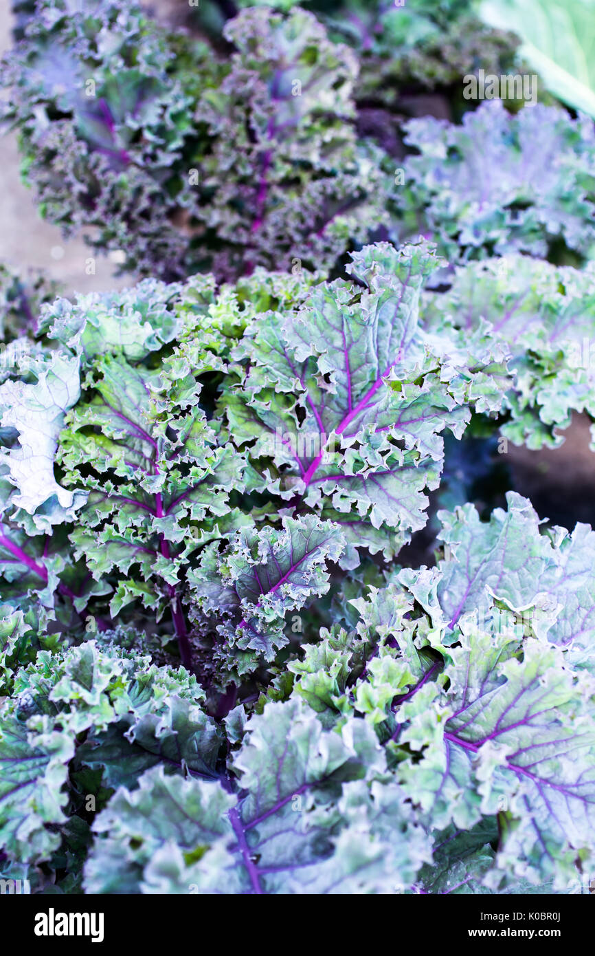 Red leaf kale hi-res stock photography and images - Alamy