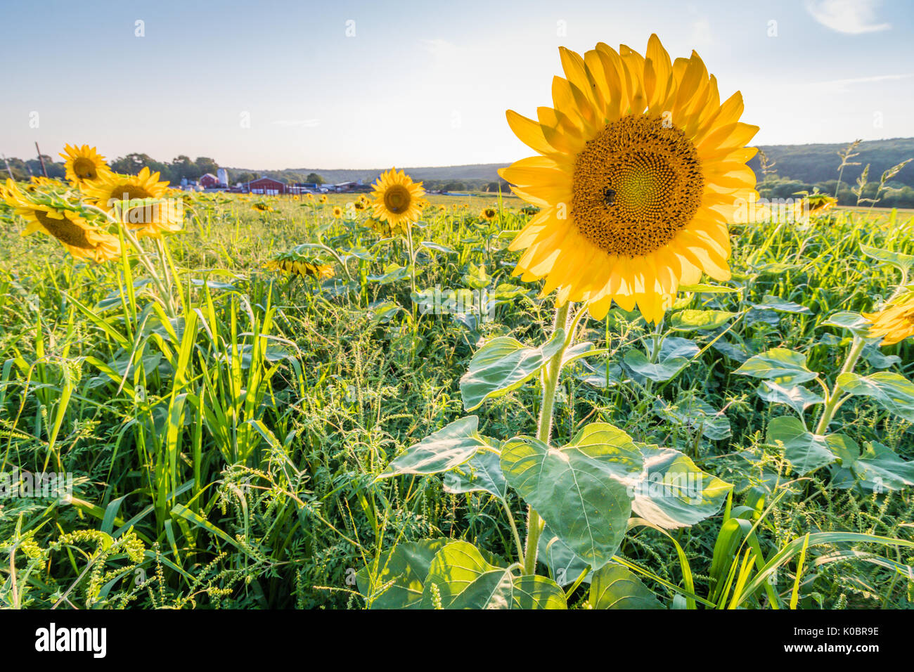 Barn and sunflowers hi-res stock photography and images - Alamy