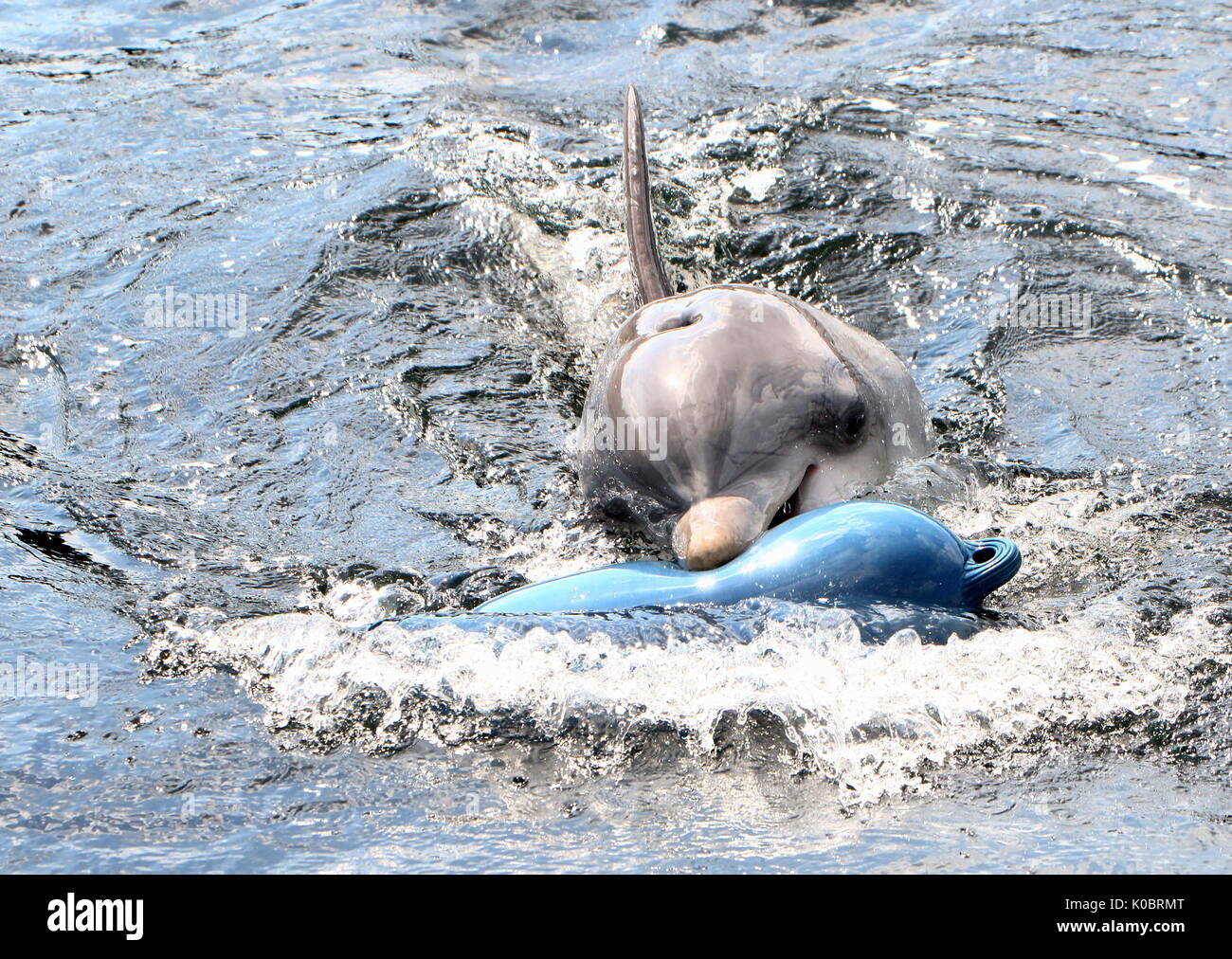 Atlantic Bottle-nose dolphin (Tursiops truncatus) surfacing, playing ...