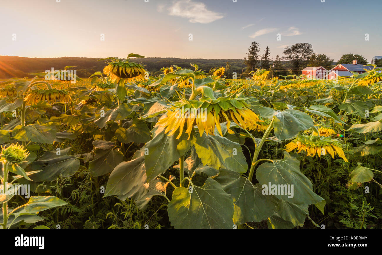 Field of sunflowers on a rural farm at sunset Stock Photo - Alamy