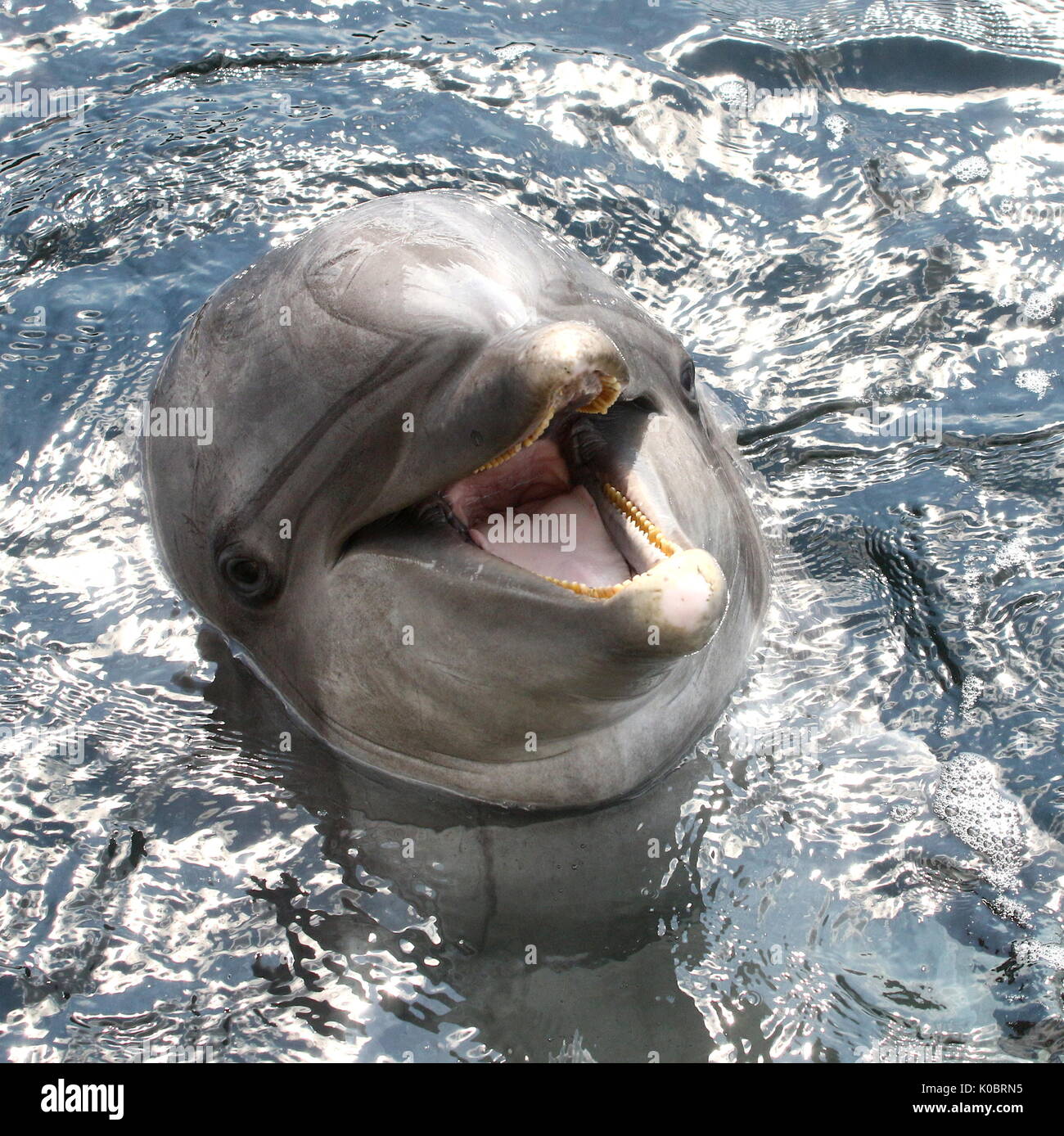 Delfin snout hi-res stock photography and images - Alamy