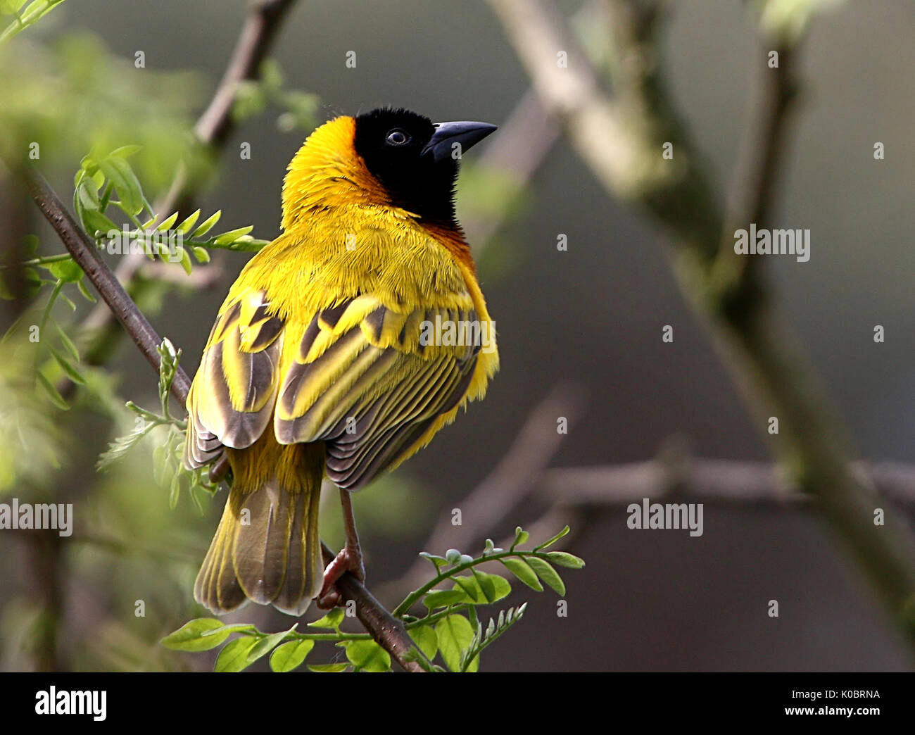 Male African Black headed weaver bird (Ploceus melanocephalus) seen ...