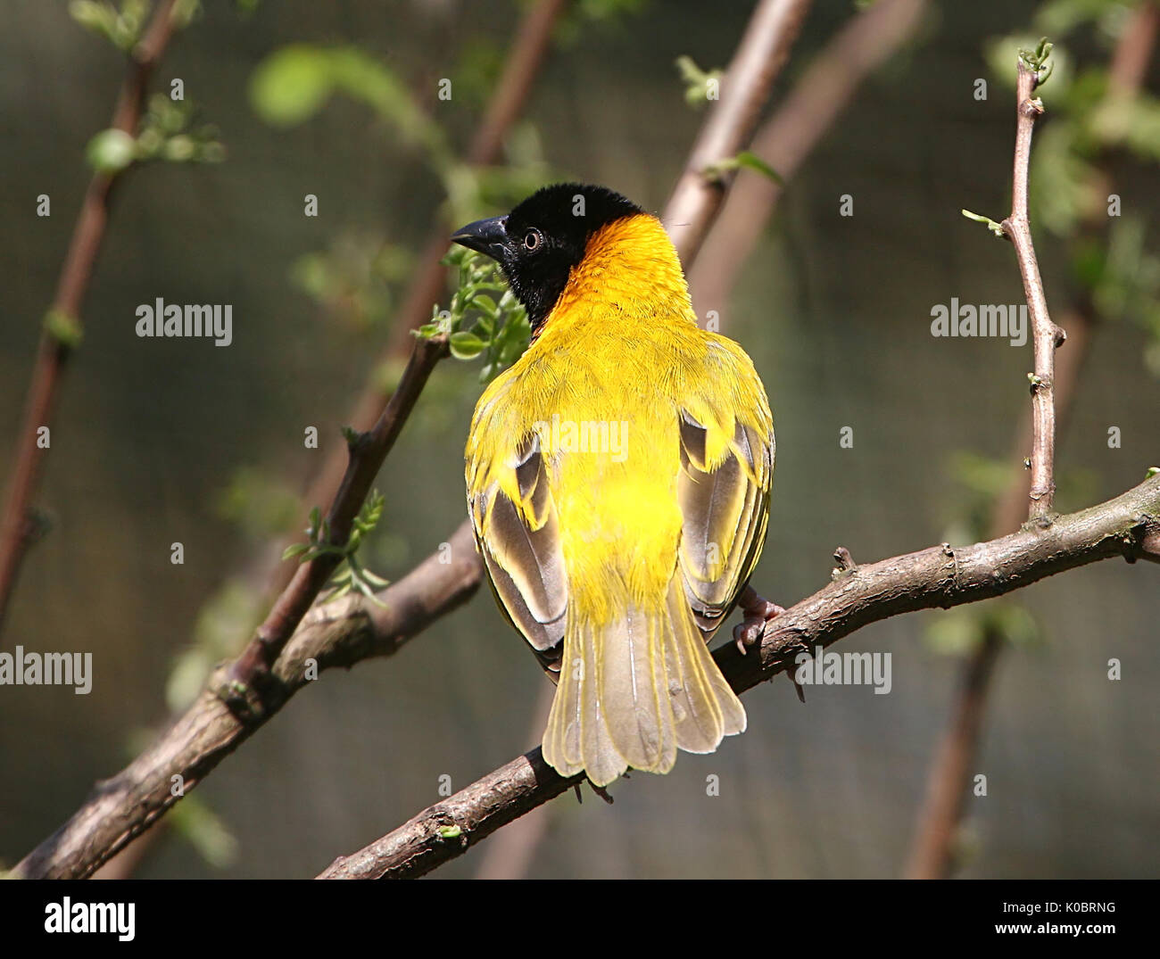 Male African Black headed weaver bird (Ploceus melanocephalus) in a ...