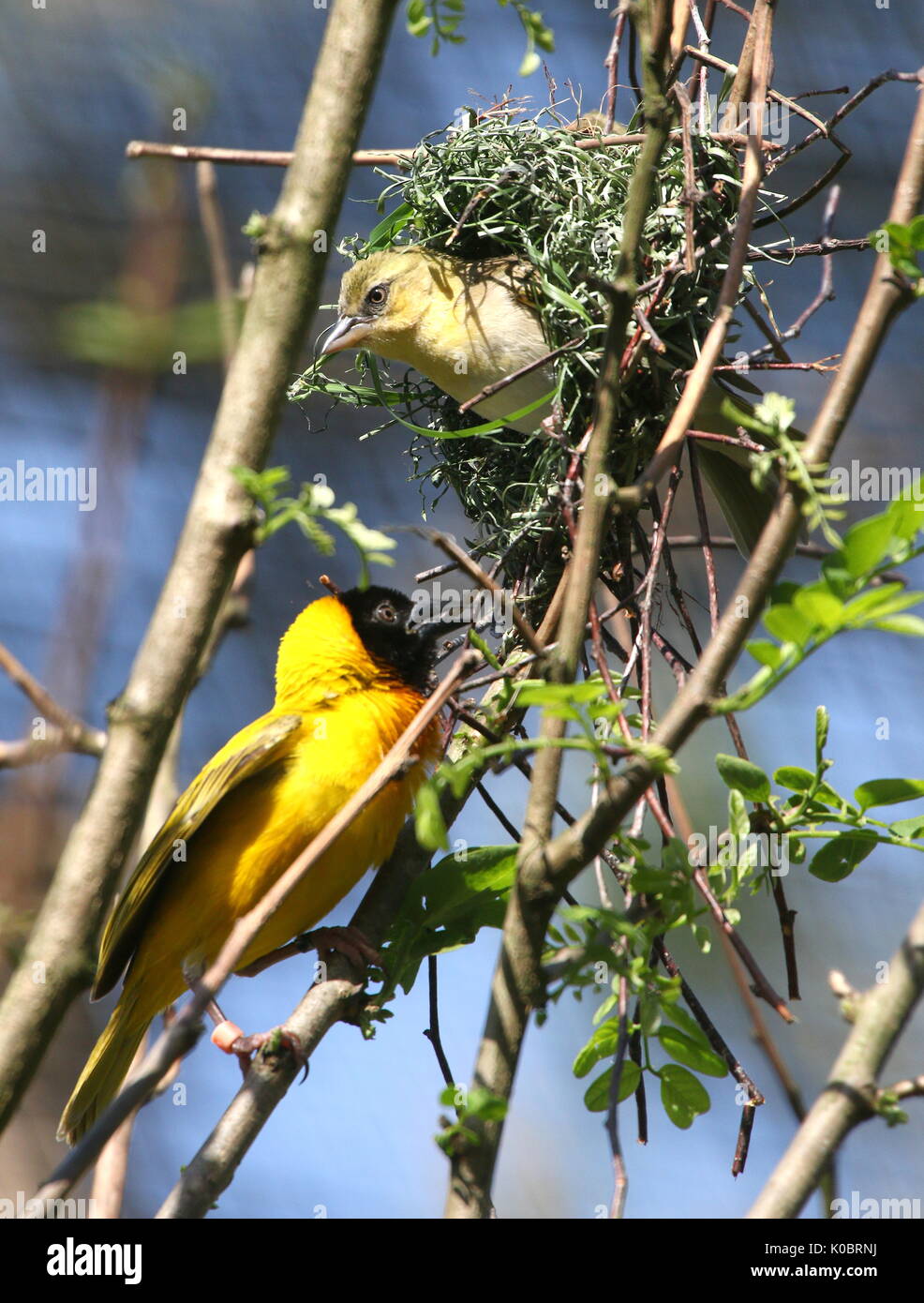 Male and female African Black headed weaver bird (Ploceus ...