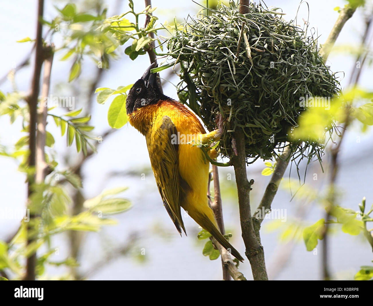 Male African Black headed weaver bird (Ploceus melanocephalus) busy ...