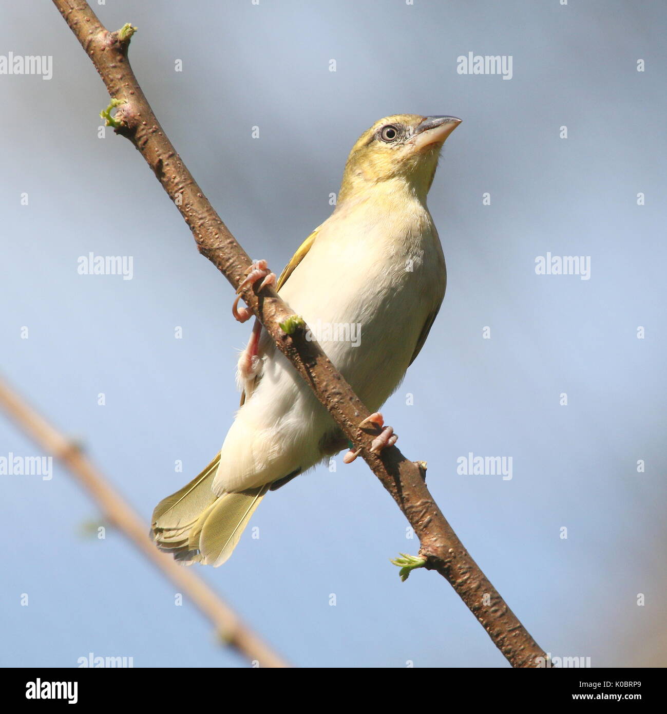 Female African Black headed weaver bird (Ploceus melanocephalus), also ...