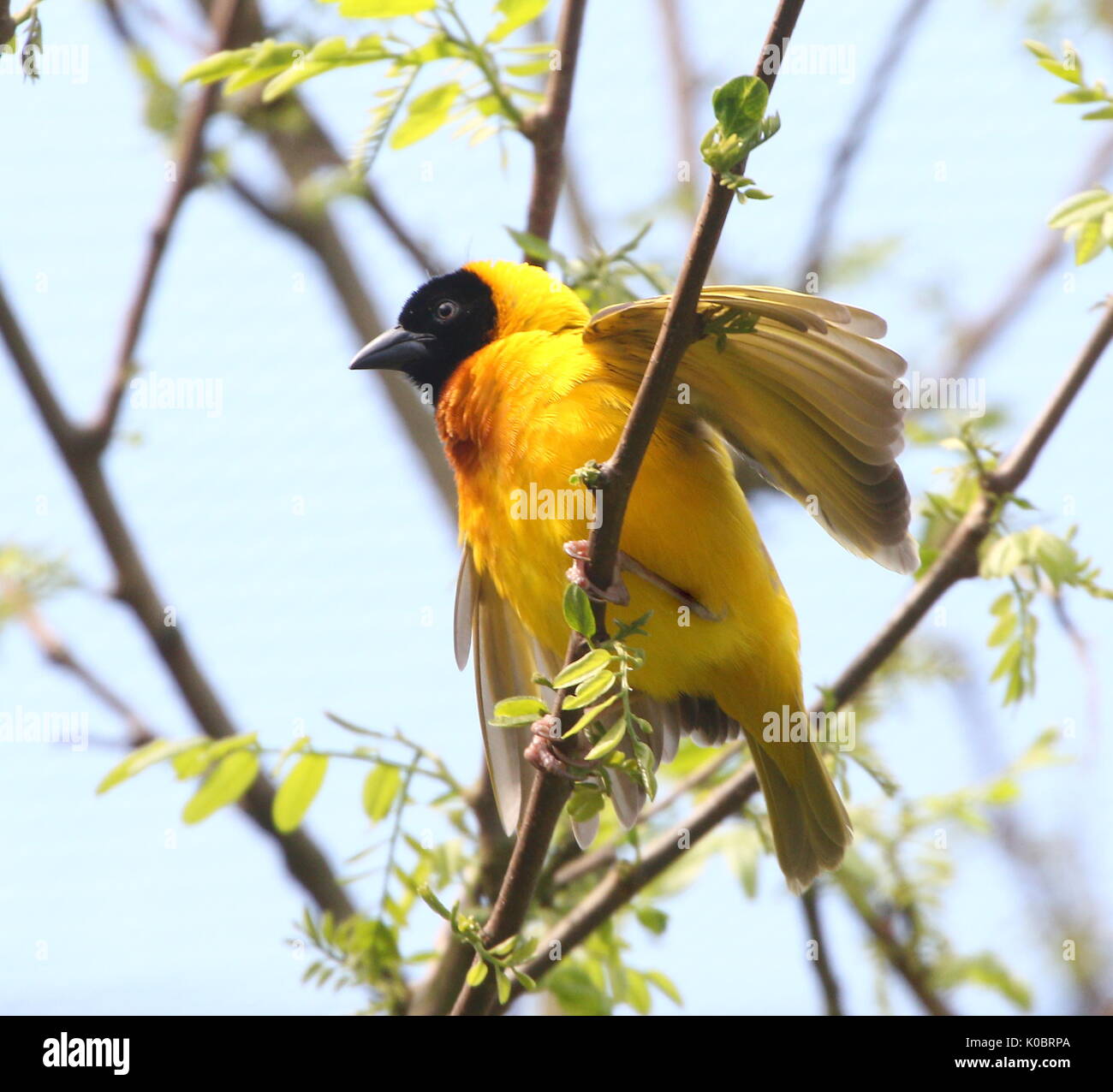 Male African Black headed weaver bird (Ploceus melanocephalus), also ...