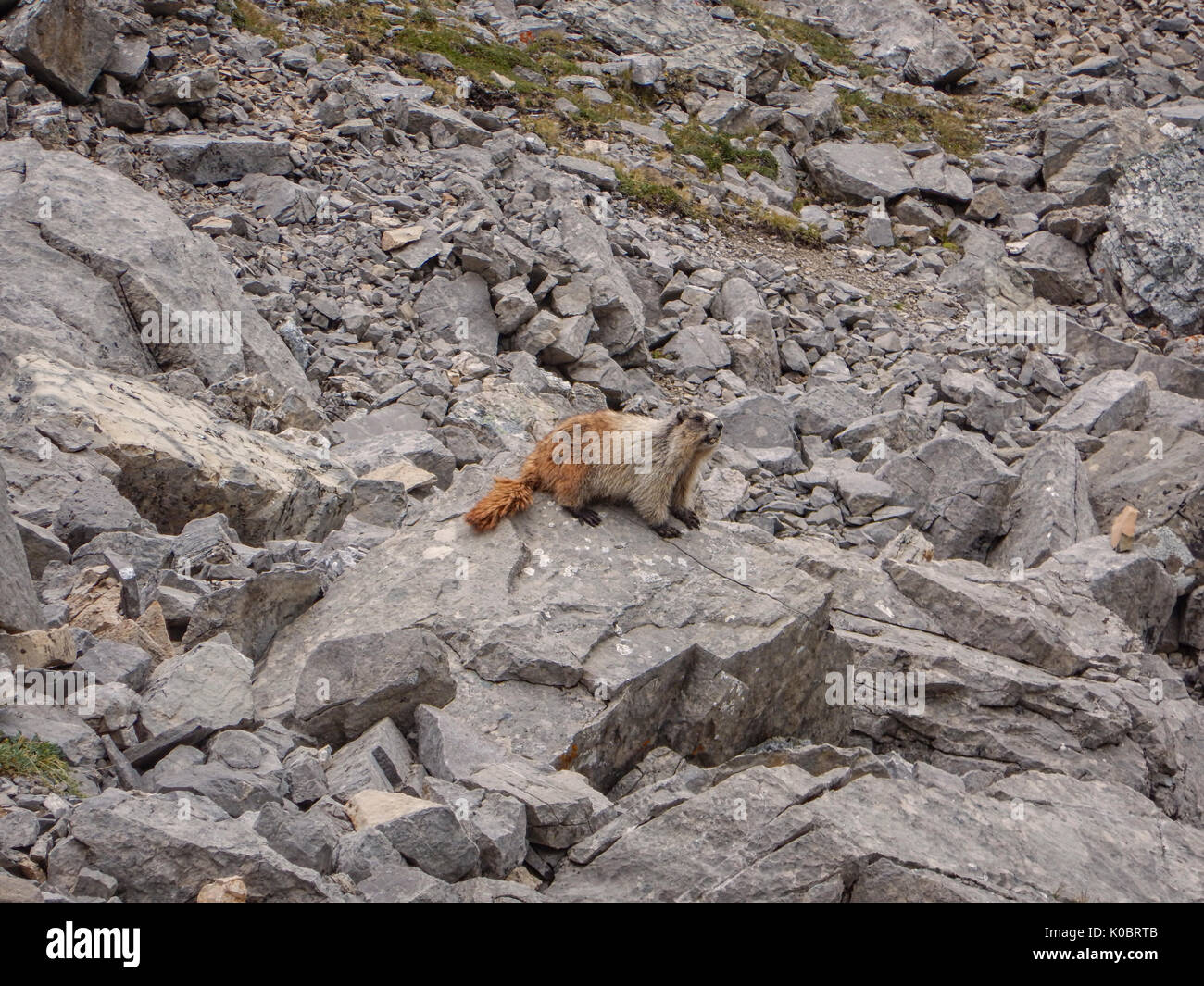 Alpine marmot hibernation hi-res stock photography and images - Alamy