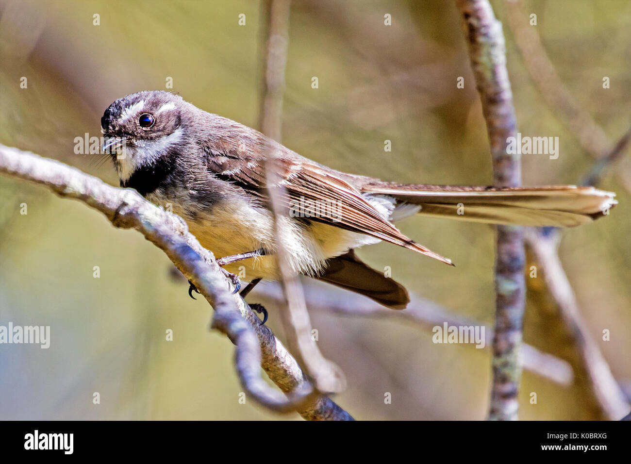 Fantail in flight hi-res stock photography and images - Alamy