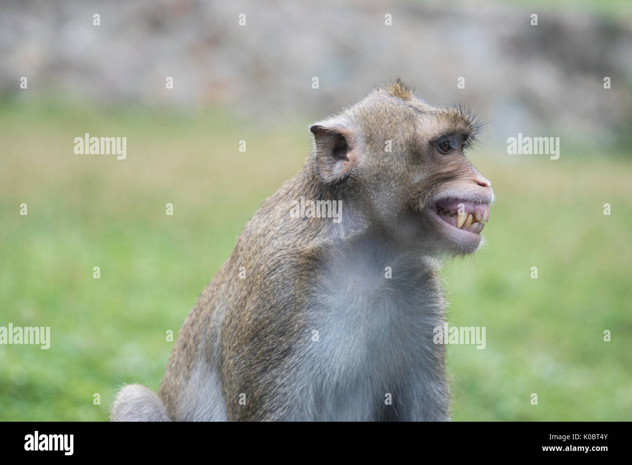 Macaque smiling hi-res stock photography and images - Alamy
