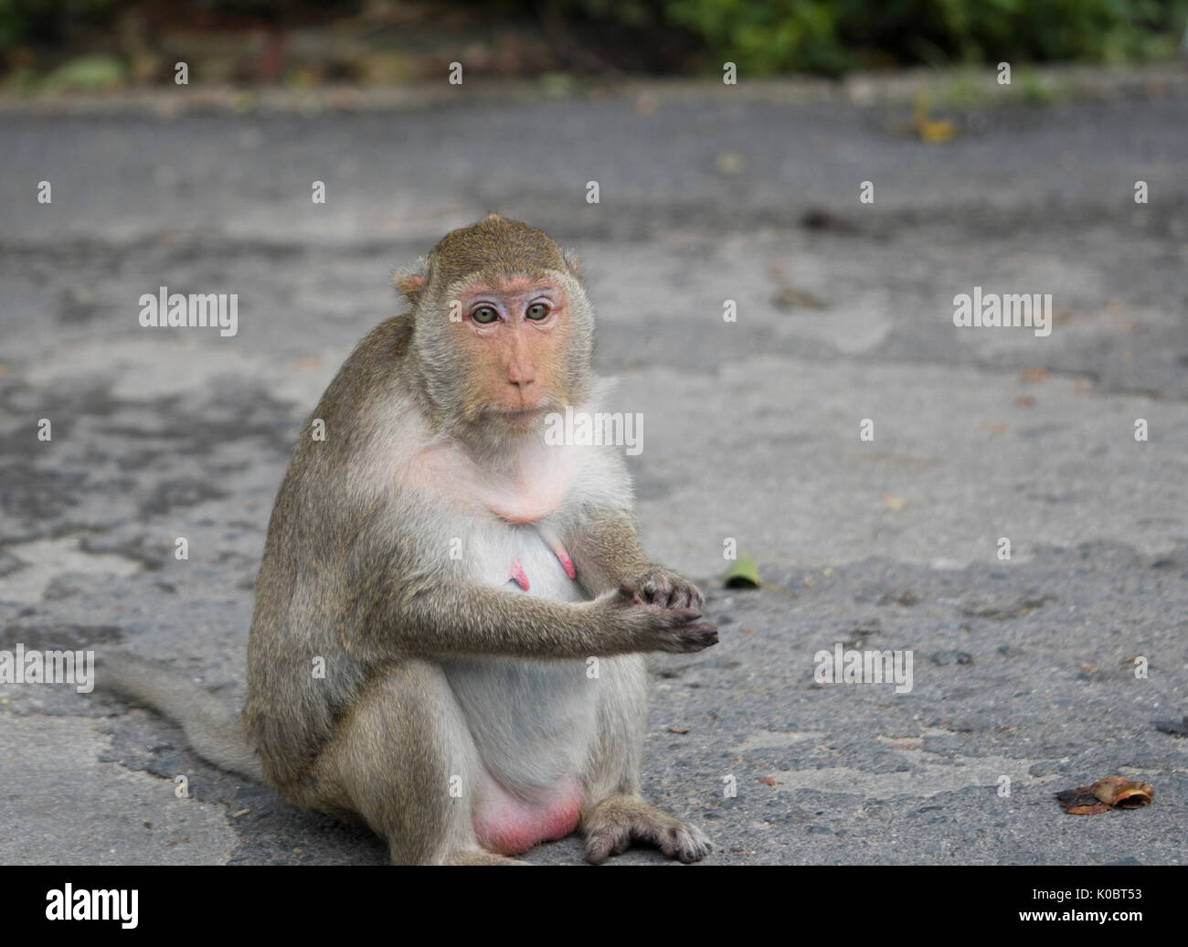 Shy female monkey sitting on the street. Thailand Stock Photo - Alamy