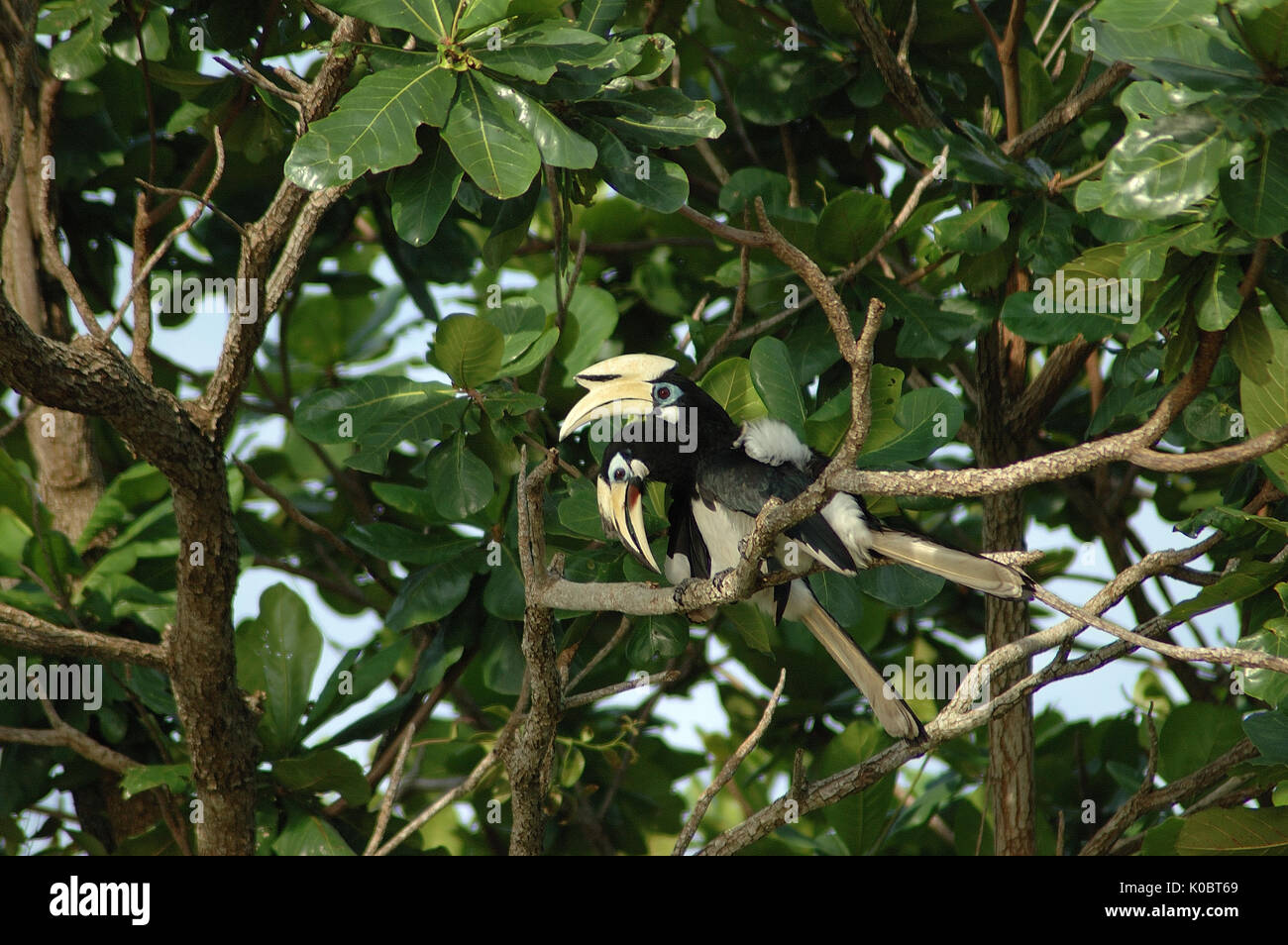Hornbills on tree Stock Photo - Alamy