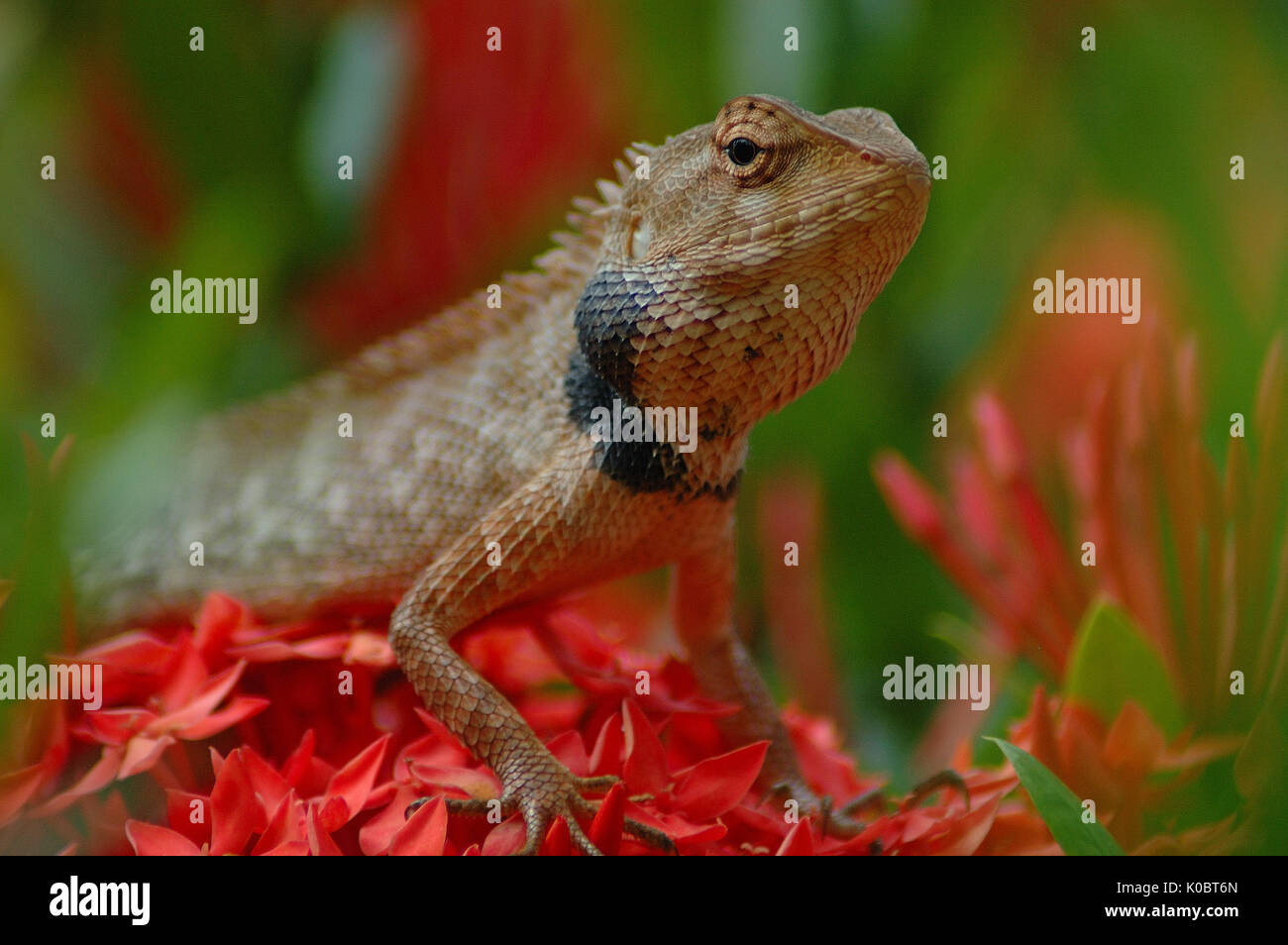 Lizard in flower Stock Photo - Alamy