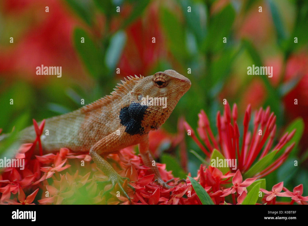 The most beautiful reptile Stock Photo - Alamy