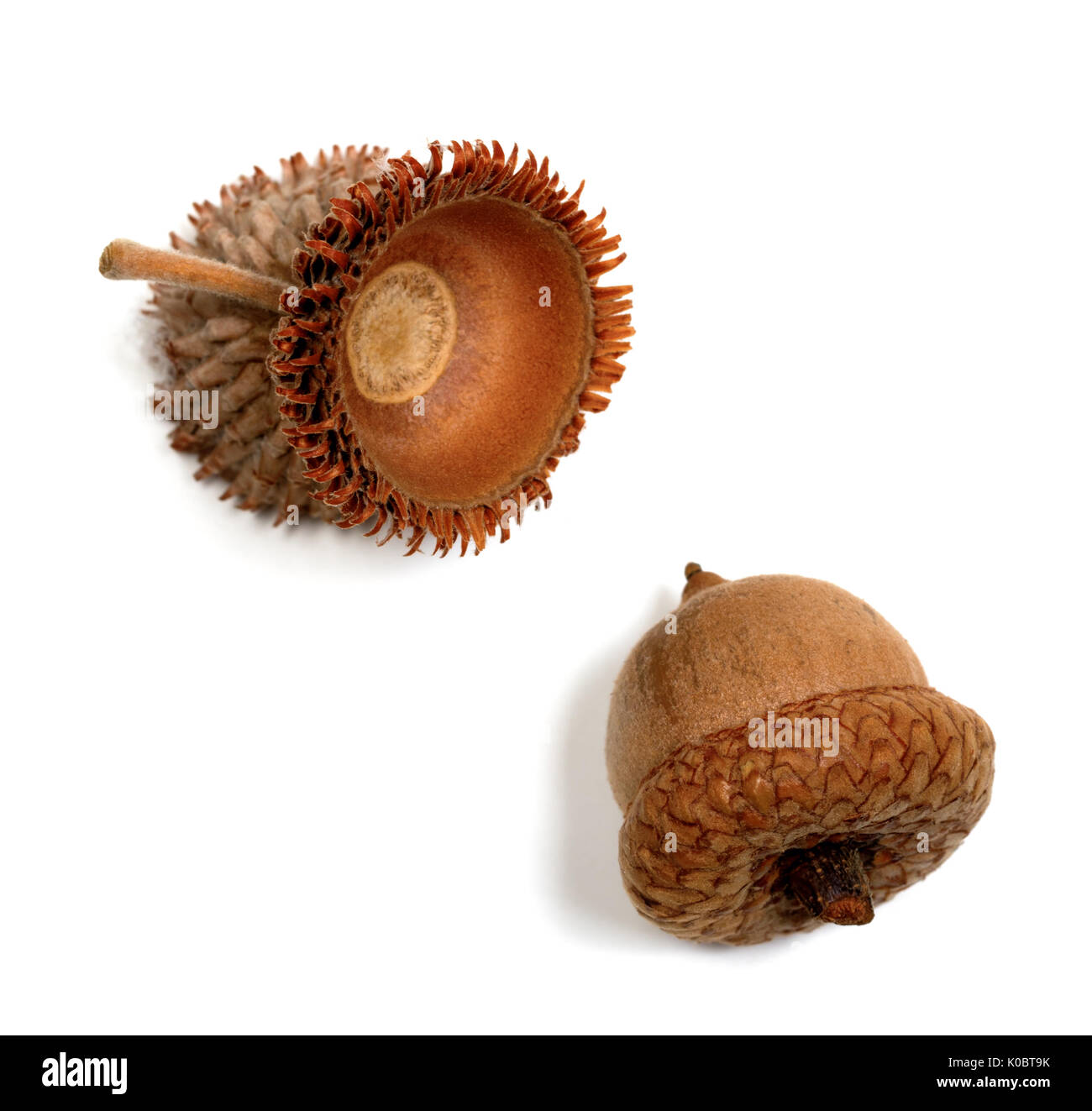 Empty seed cap Cut Out Stock Images & Pictures - Alamy