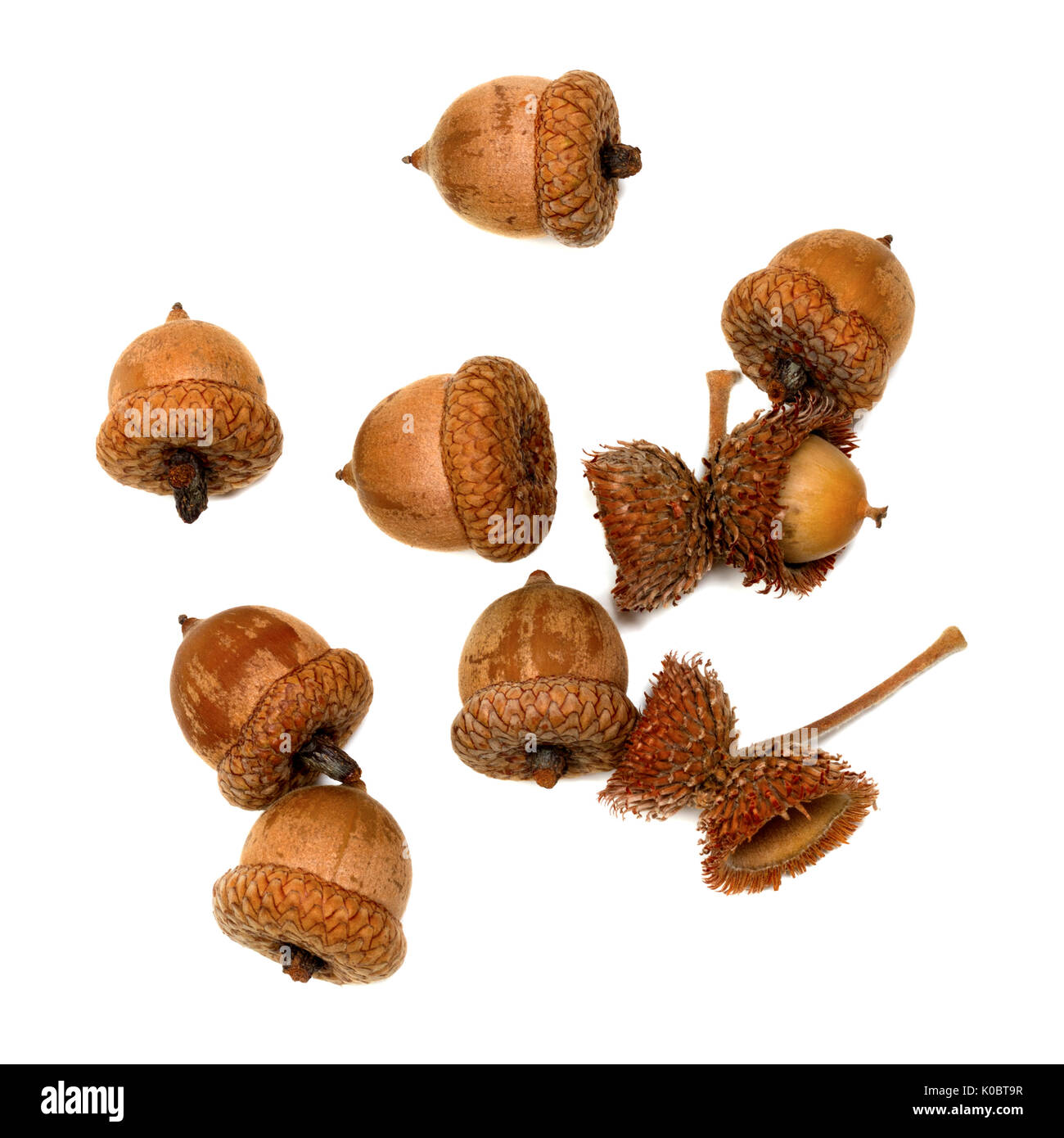Autumn dry acorns of oak isolated on white background. View from above ...