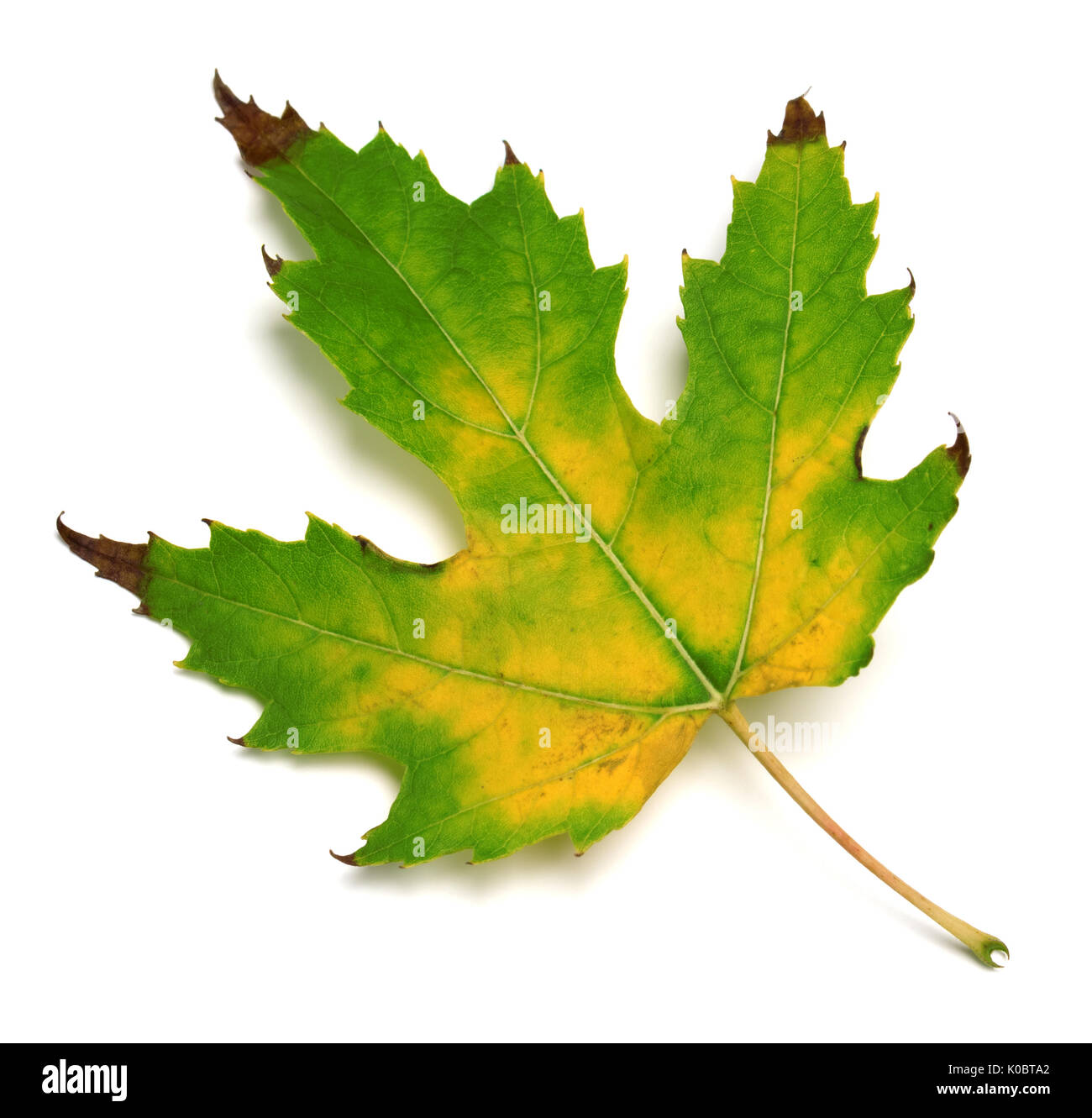 Autumn multicolor maple leaf isolated on white background Stock Photo ...