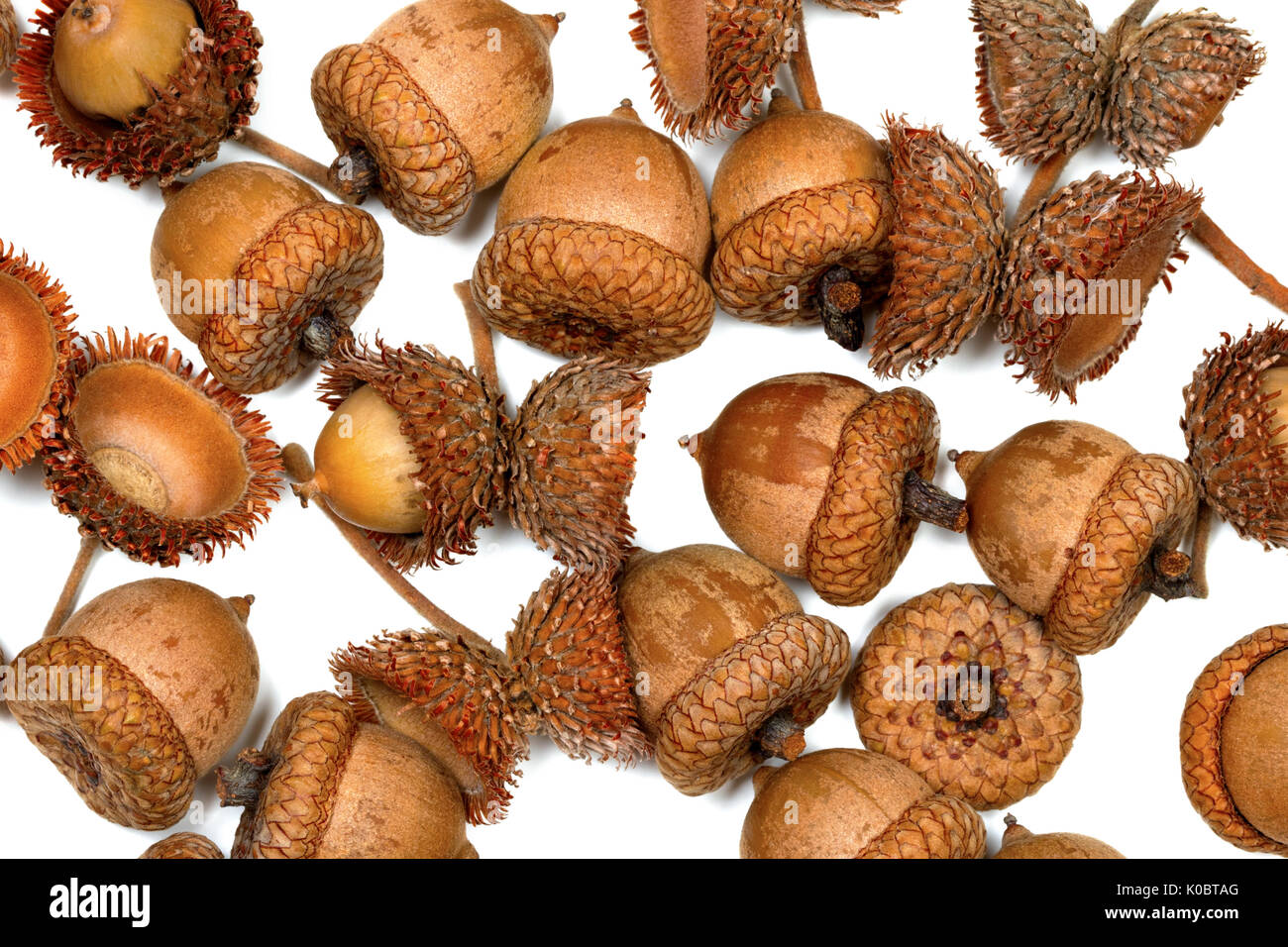 Autumn oak acorns. Isolated on white background. View from above Stock ...