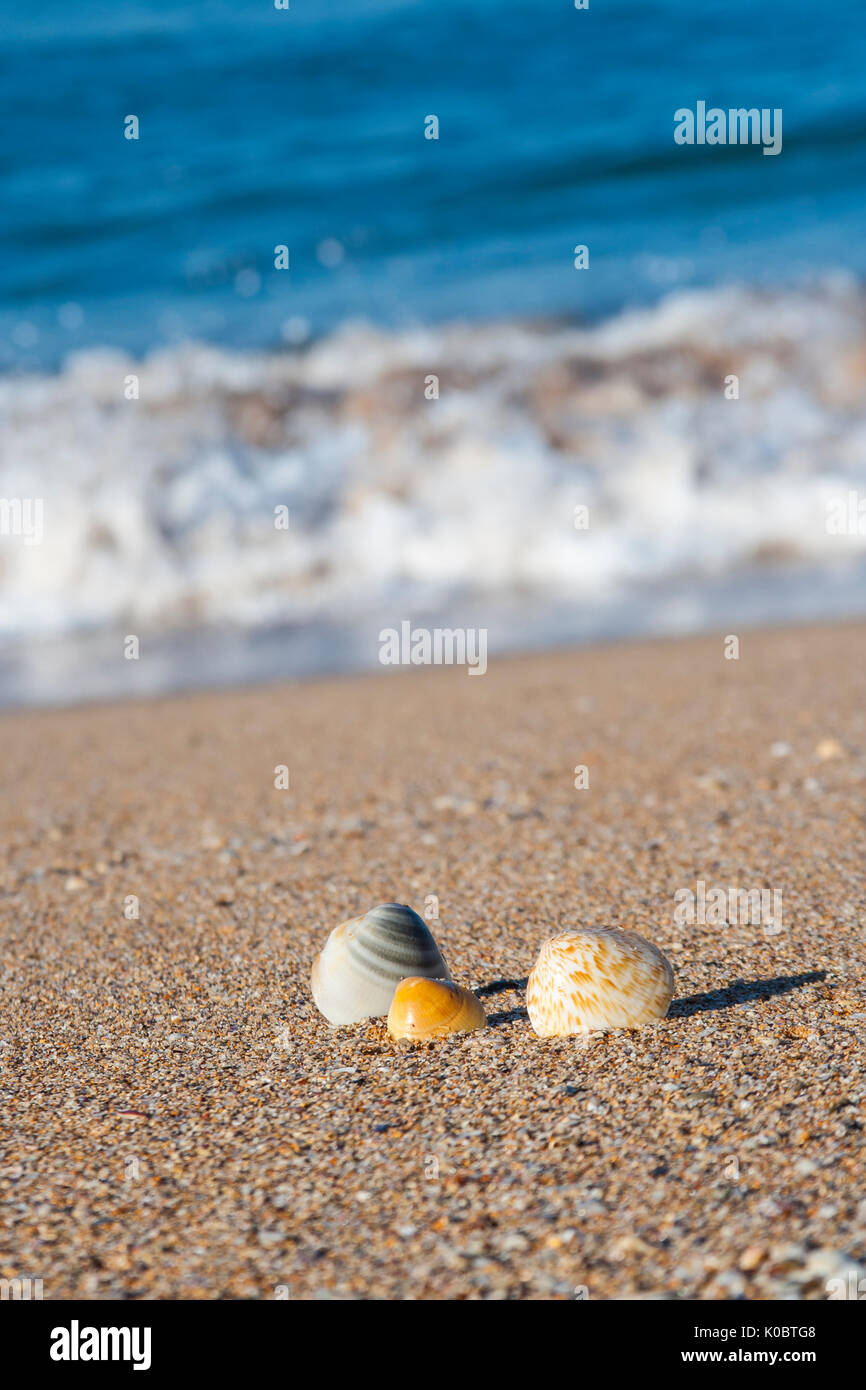 Shell family hi-res stock photography and images - Alamy