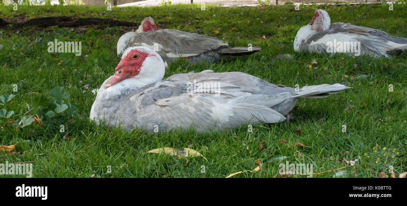 White duck red face hi-res stock photography and images - Alamy