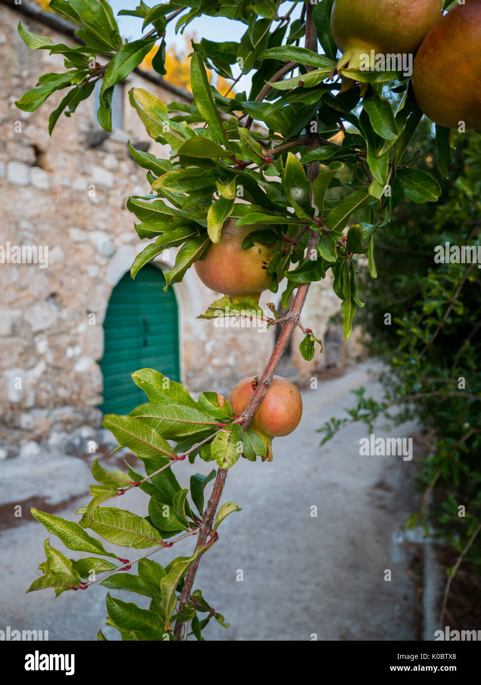 Pomegranate tree garden hi-res stock photography and images - Alamy