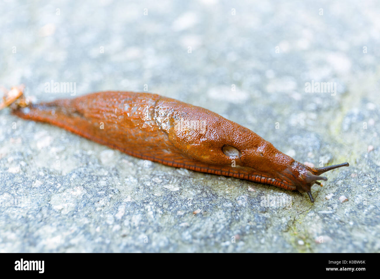 The roundback slugs hi-res stock photography and images - Alamy