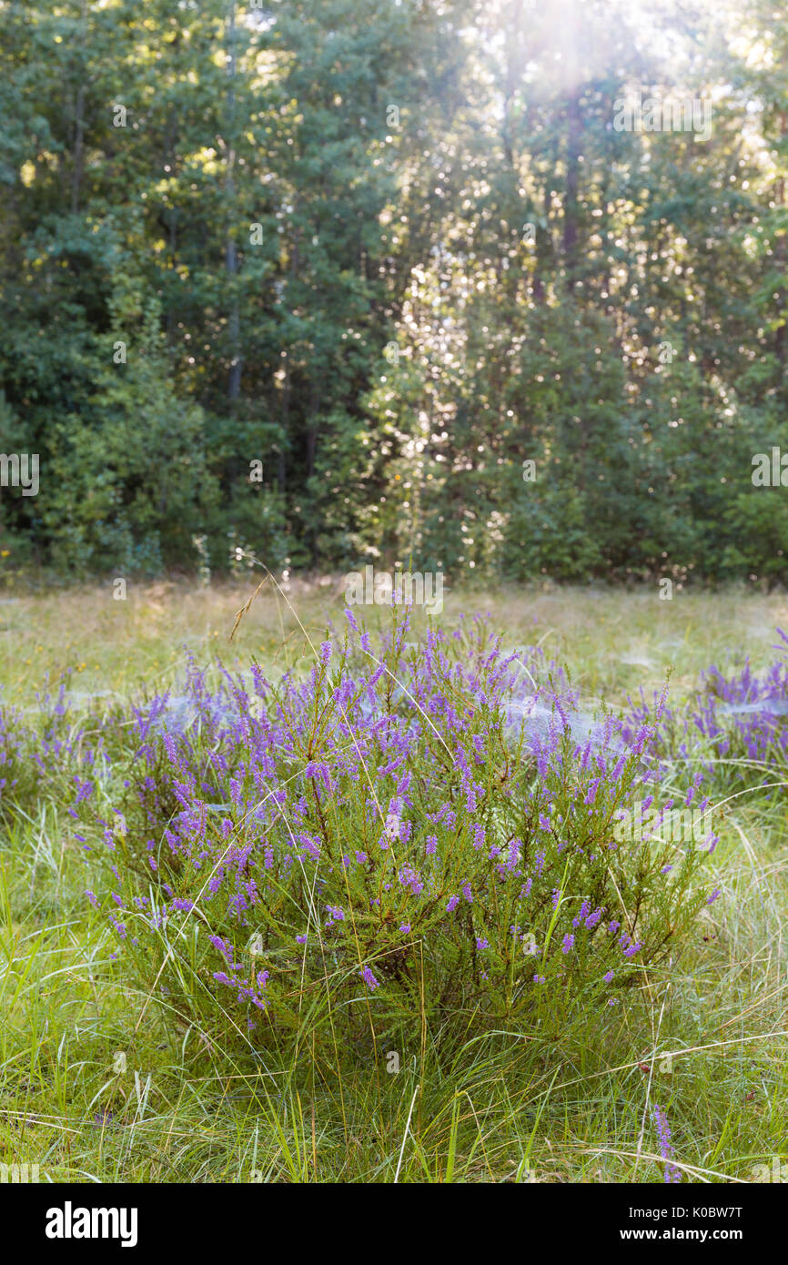 Beautiful rays of sunshine lighting up purple heather (Calluna vulgaris ...