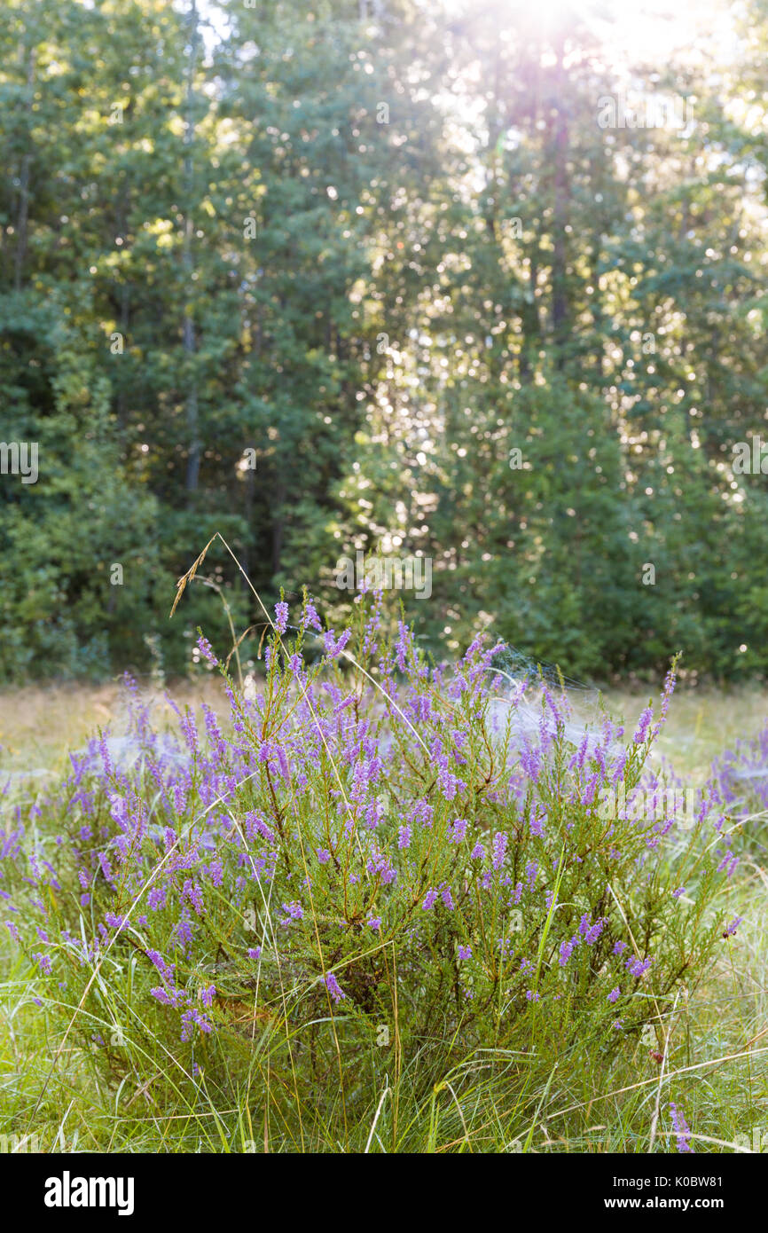 Beautiful rays of sunshine lighting up purple heather (Calluna vulgaris ...