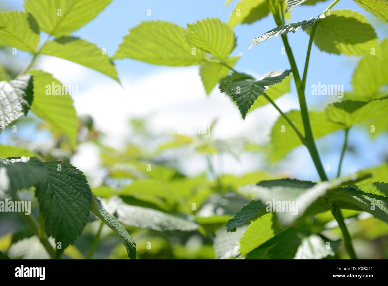 Raspberry leaves on blue sky Stock Photo - Alamy