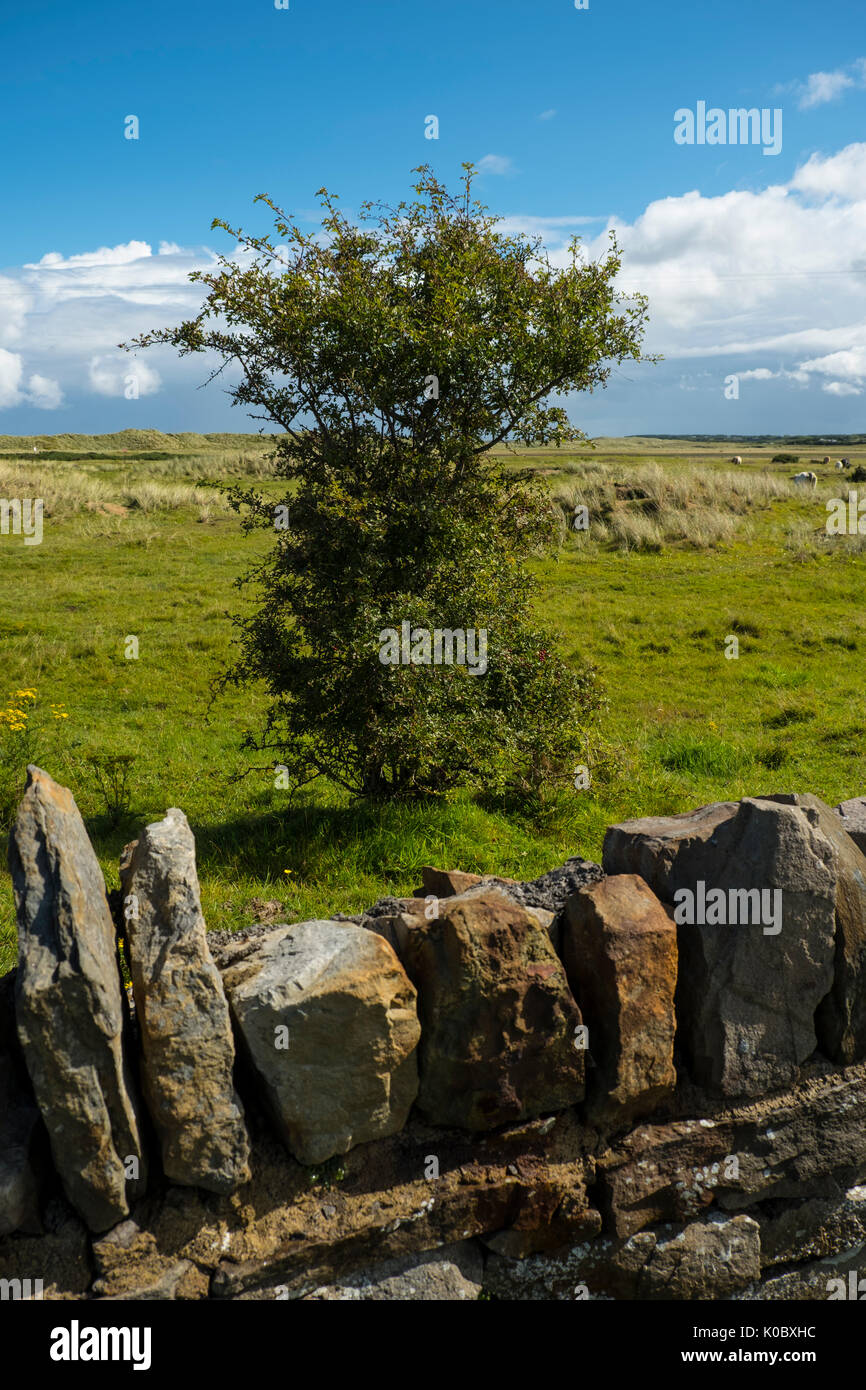 Beautiful farm landscape with fairy tree in Ireland Stock Photo - Alamy