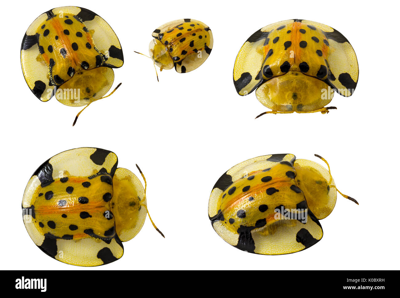 Little bug isolated on white background (clipping path included Stock ...