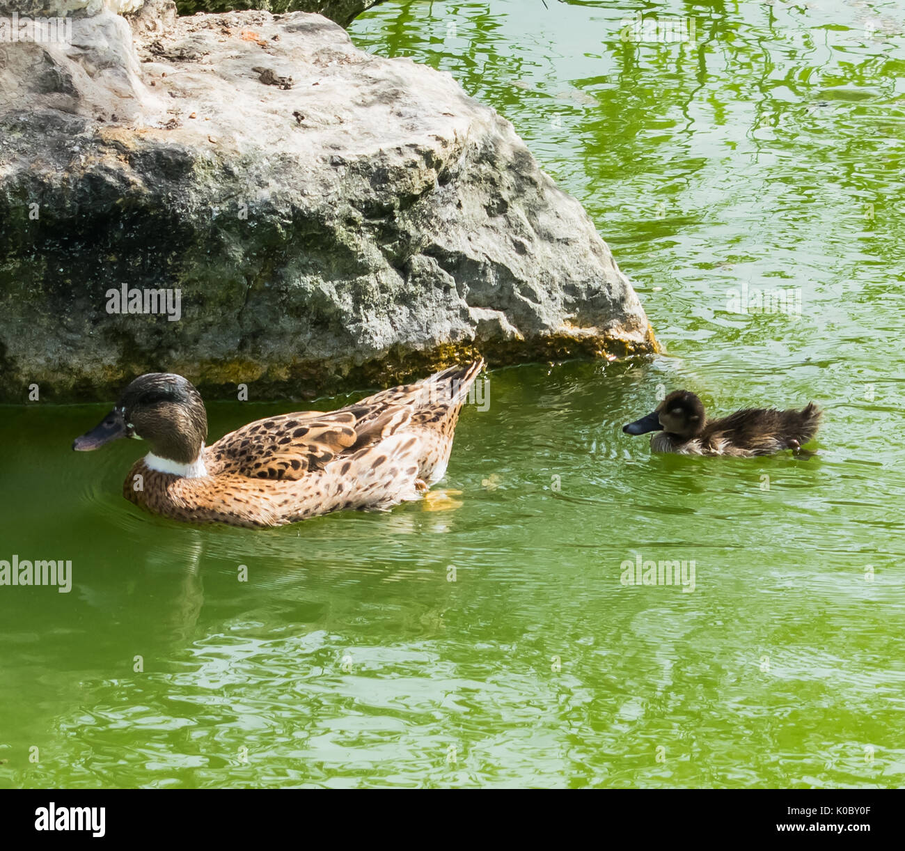 Child following ducks hi-res stock photography and images - Alamy
