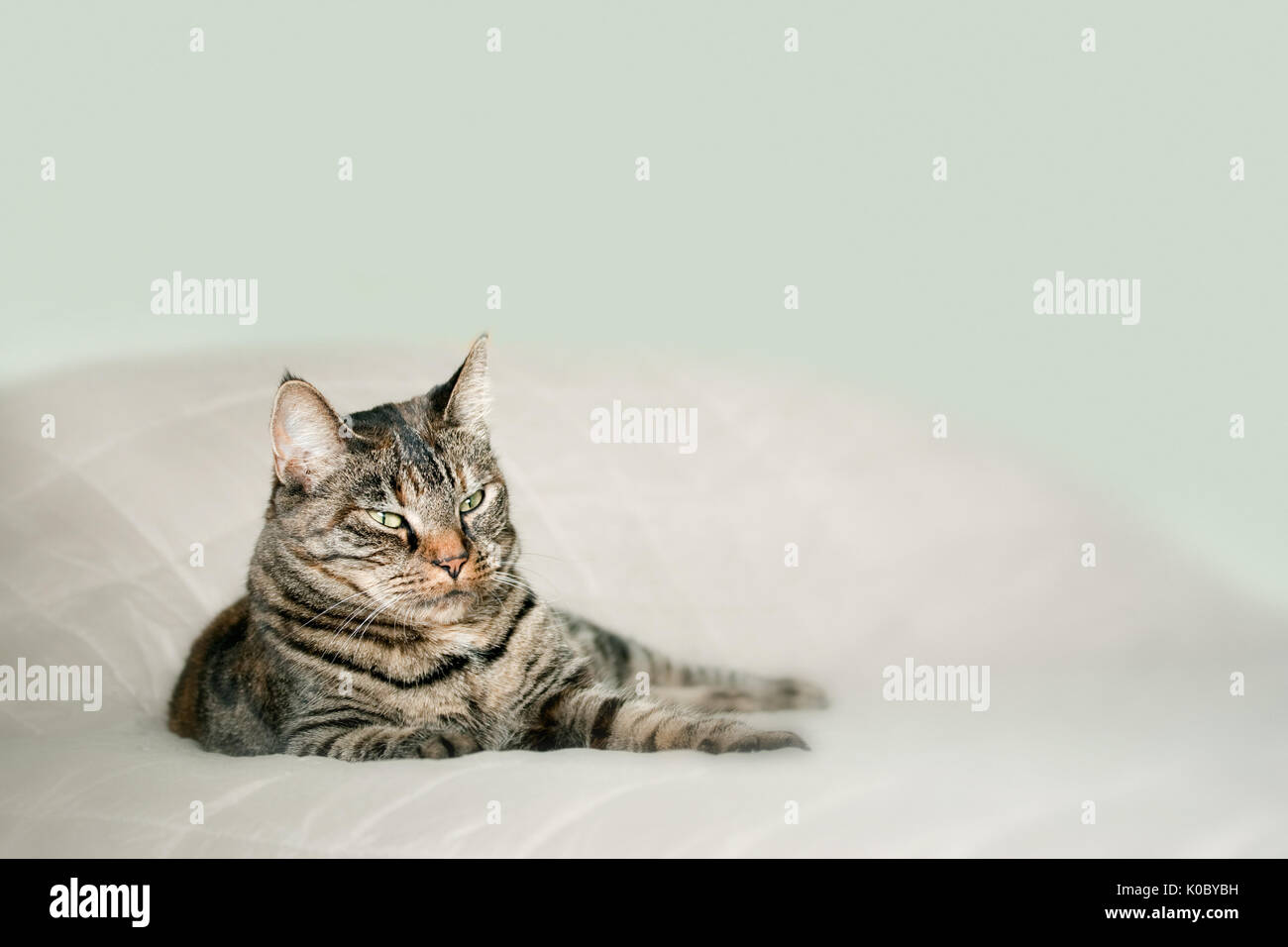 Small tiger hi-res stock photography and images - Alamy