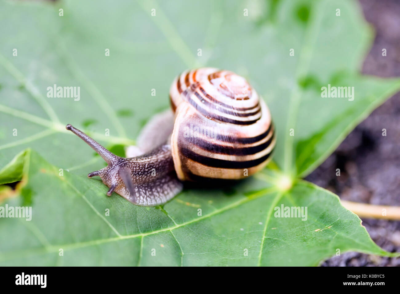 common garden snail taking a walk on a green leaf Stock Photo - Alamy