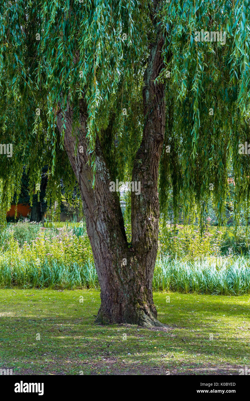 Midhurst pond hi-res stock photography and images - Alamy