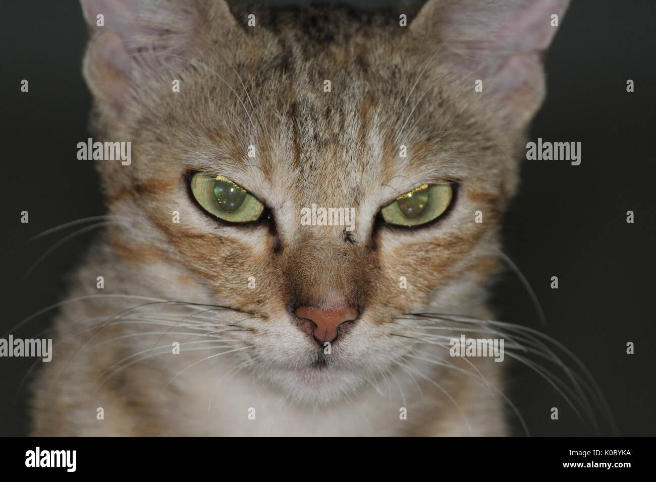 Wildlife collection of natural expressions & moments captured of wild ...