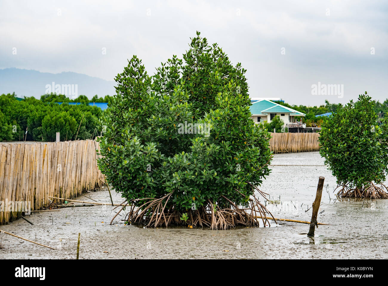 Mangrove mudflats hi-res stock photography and images - Alamy