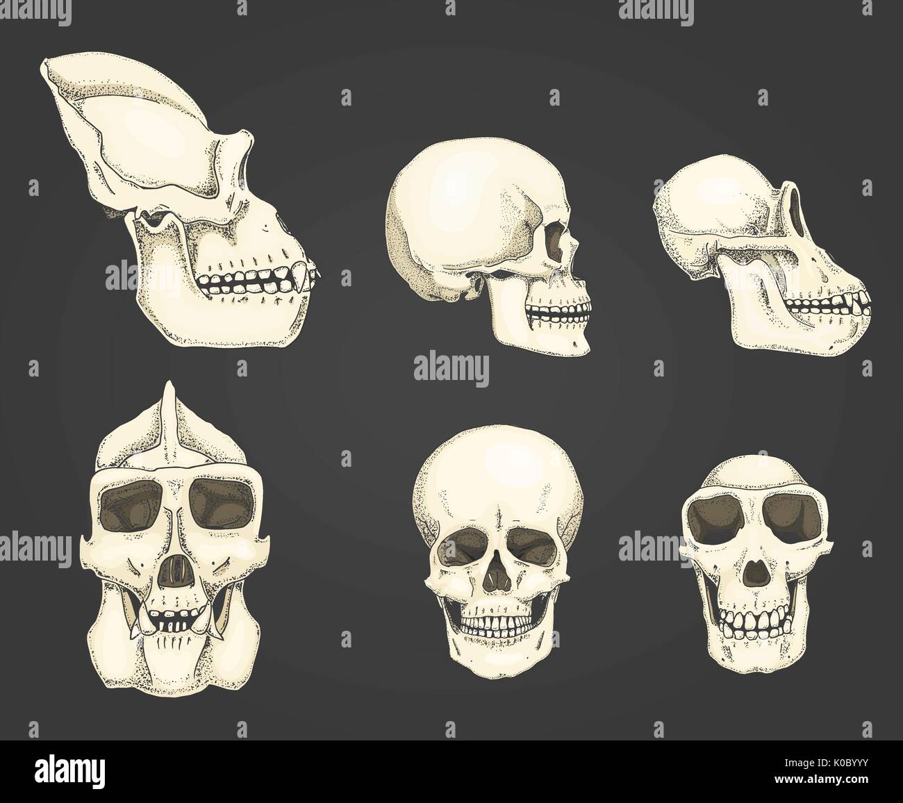 Chimpanzee anatomy Stock Vector Images - Alamy