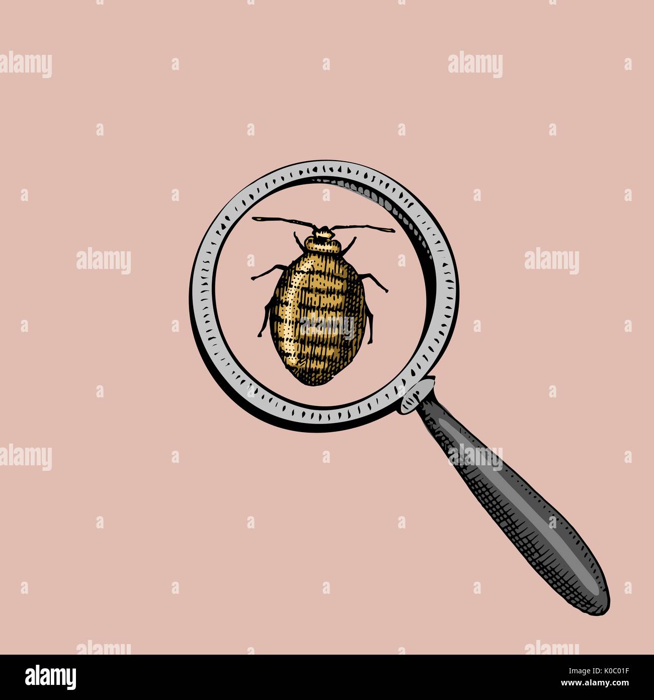 Beetle under the Magnify glass and virus or lady bug. Insect icon ...
