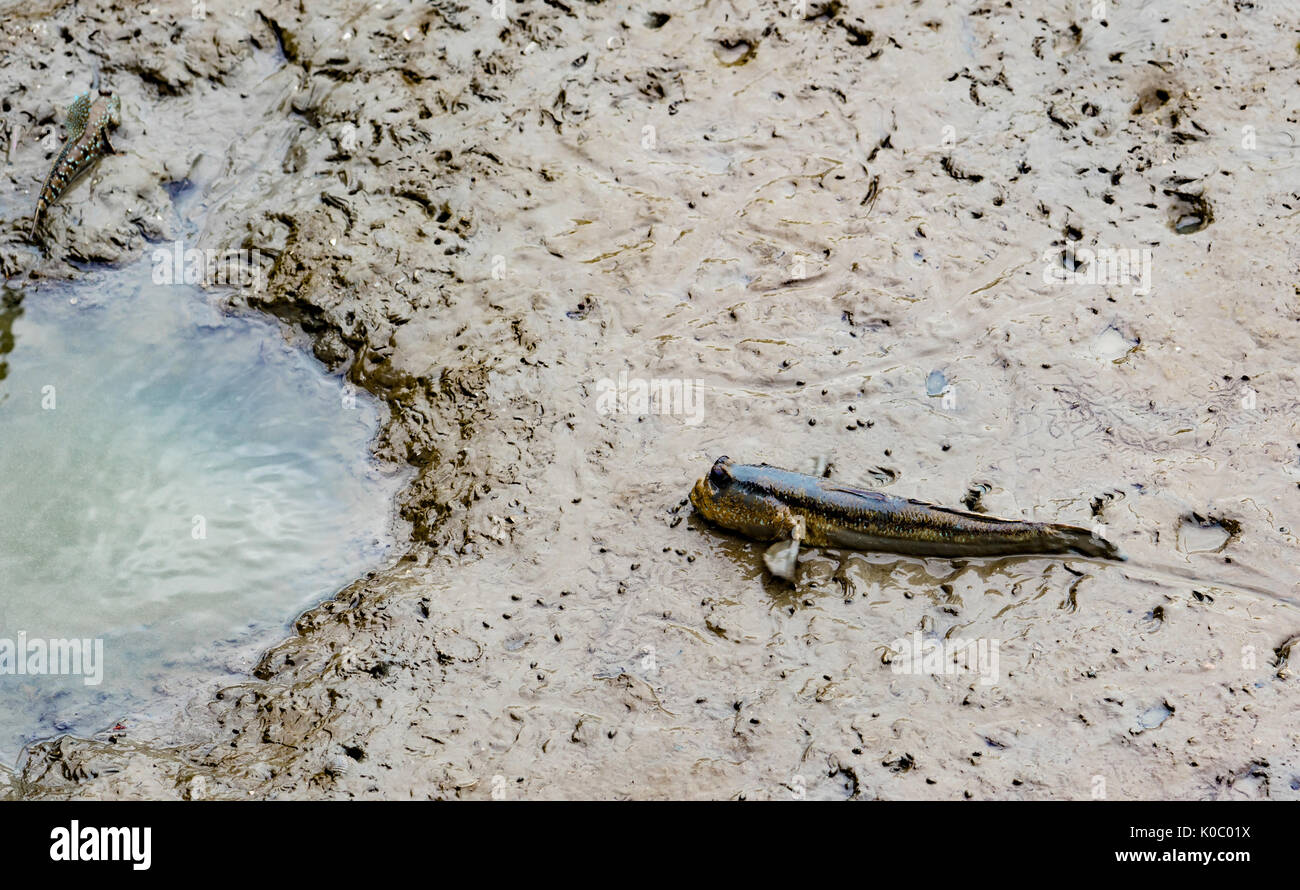 Top view of blue spotted mudskipper (Boleophthalmus boddarti) at ...
