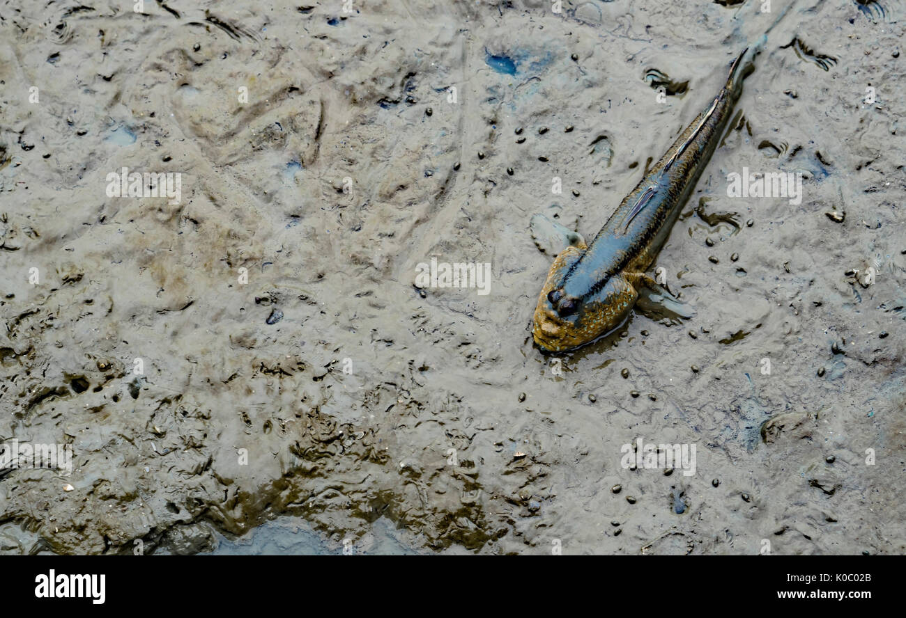 Top view of blue spotted mudskipper (Boleophthalmus boddarti) at ...