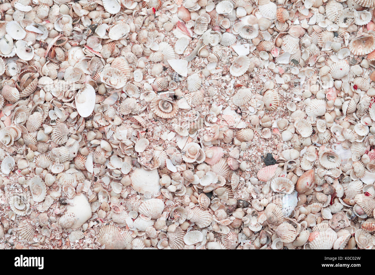 Top view of sea shells background Stock Photo - Alamy