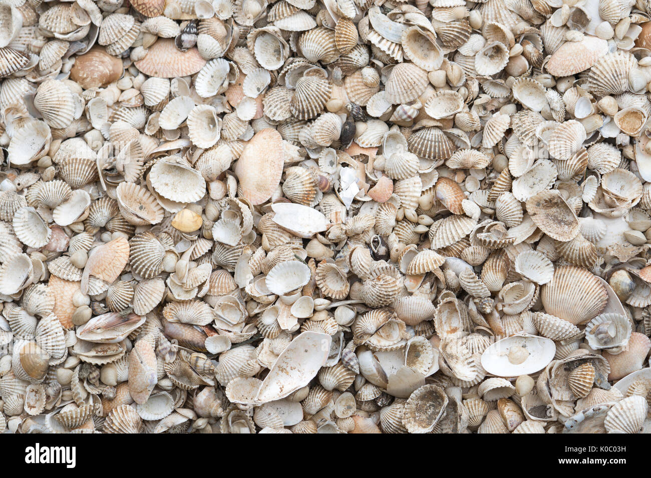 Top view of sea shells background Stock Photo - Alamy