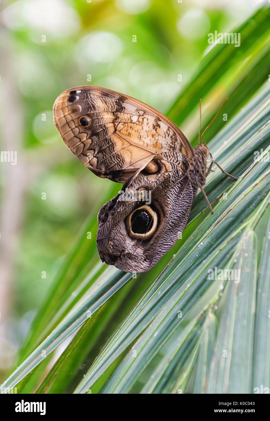 Butterfly leaf wallpaper hi-res stock photography and images - Alamy